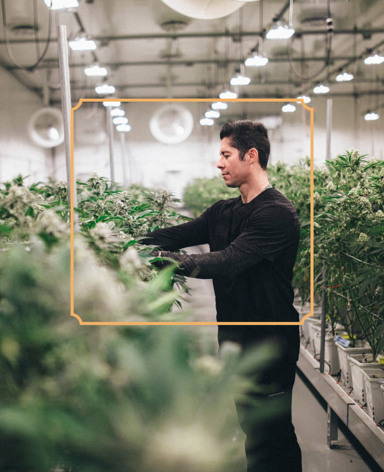 Licensees - Real CA Cannabis