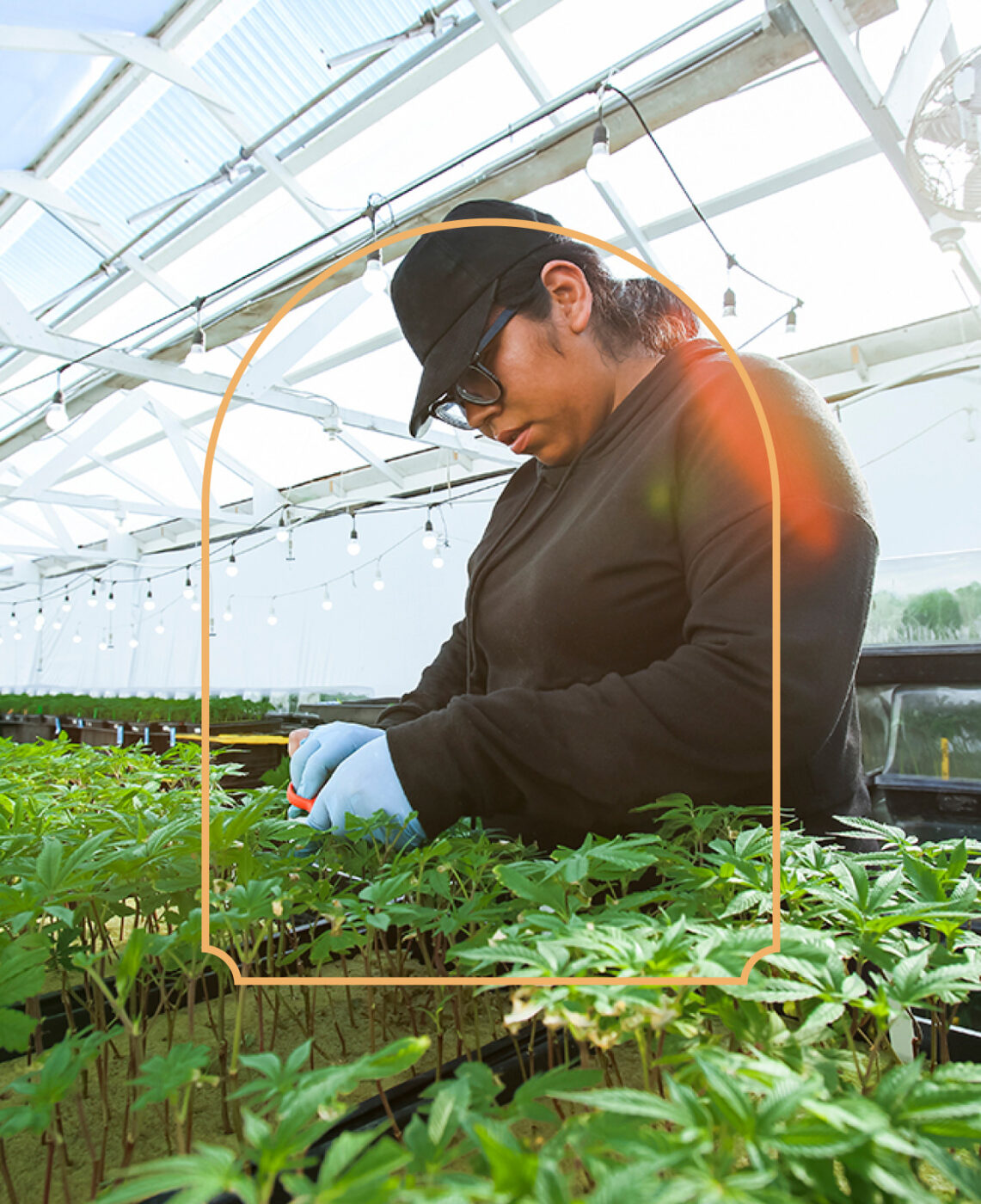 The Weeds - Real CA Cannabis - Real CA Cannabis