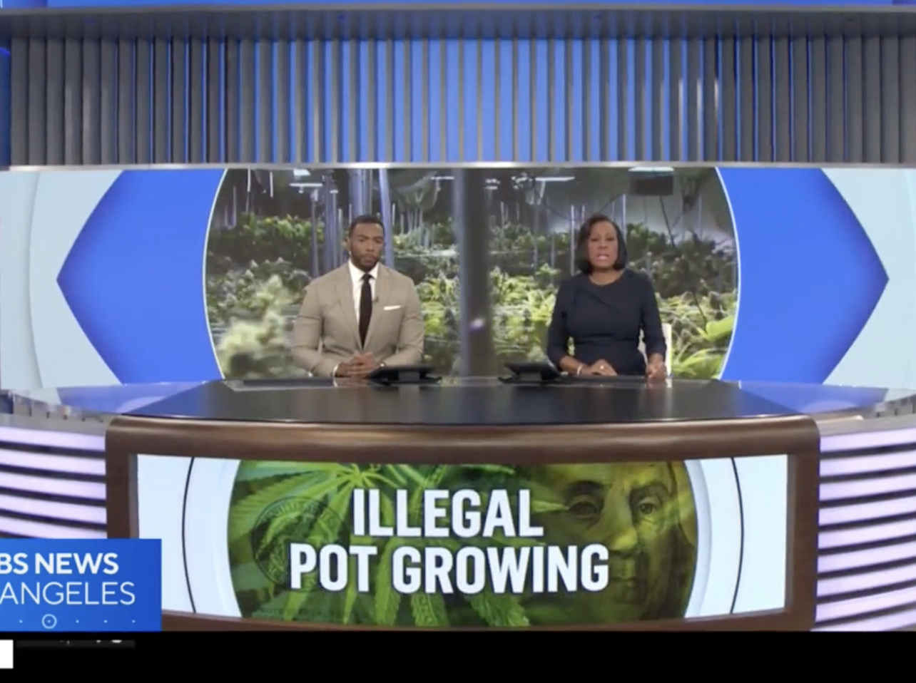 The Weeds - Real CA Cannabis - Real CA Cannabis